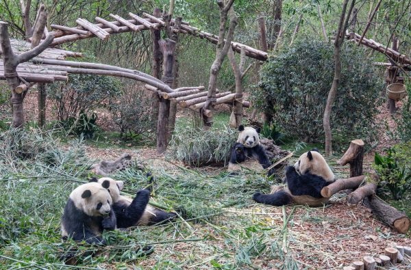 How Many Pandas Are Left? Exploring The Conservation Status Of Giant ...
